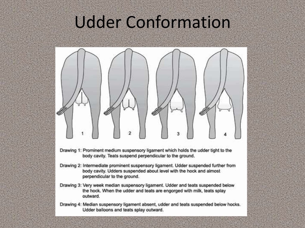 Udder health in ewes and does