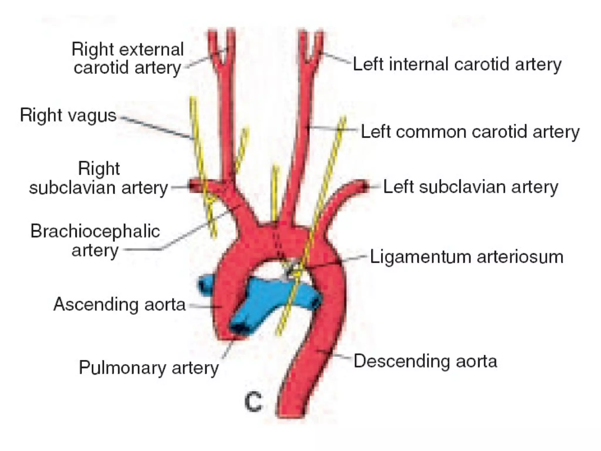 Development of arterial system | PPT