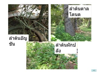 siriwan | PPT