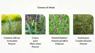 Weeds of wheat and their ecology.pptx