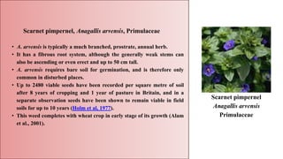 Weeds of wheat and their ecology.pptx