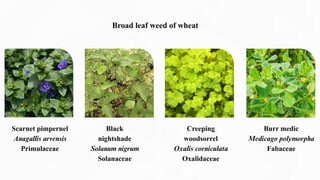Weeds of wheat and their ecology.pptx