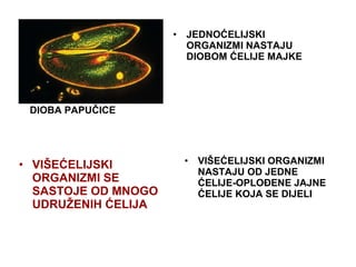 Udruzivanje celija | PPT