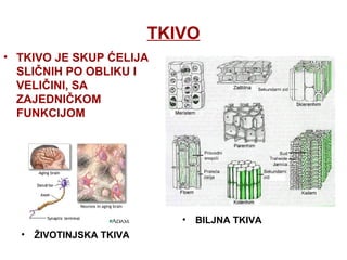 Udruzivanje celija | PPT