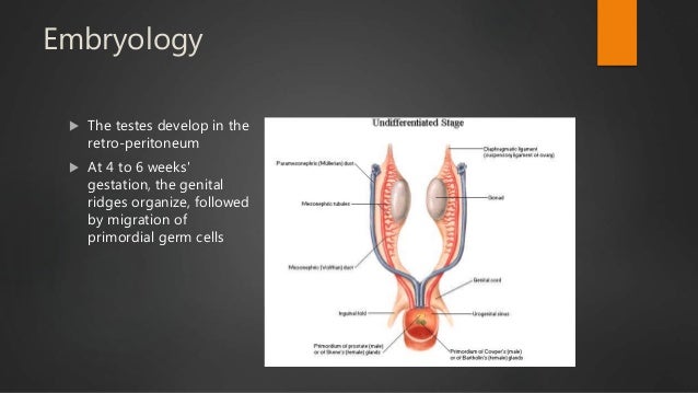 Undescended Testis