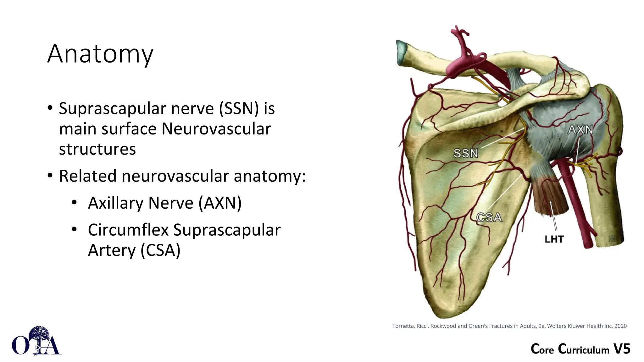 Scapula Fractures classification and manegment | PPT