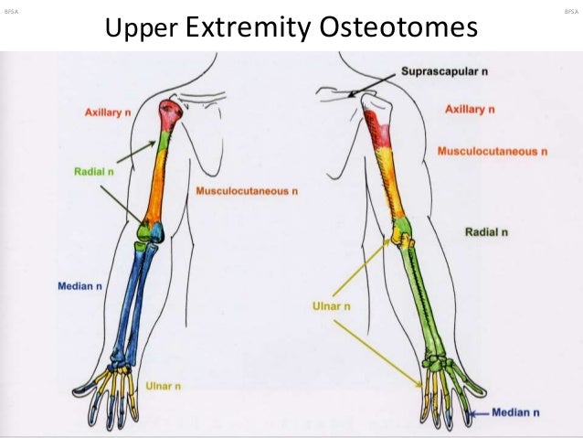 Upper Extremity PPT The Role Of The Technologist In Pre Op Surgical