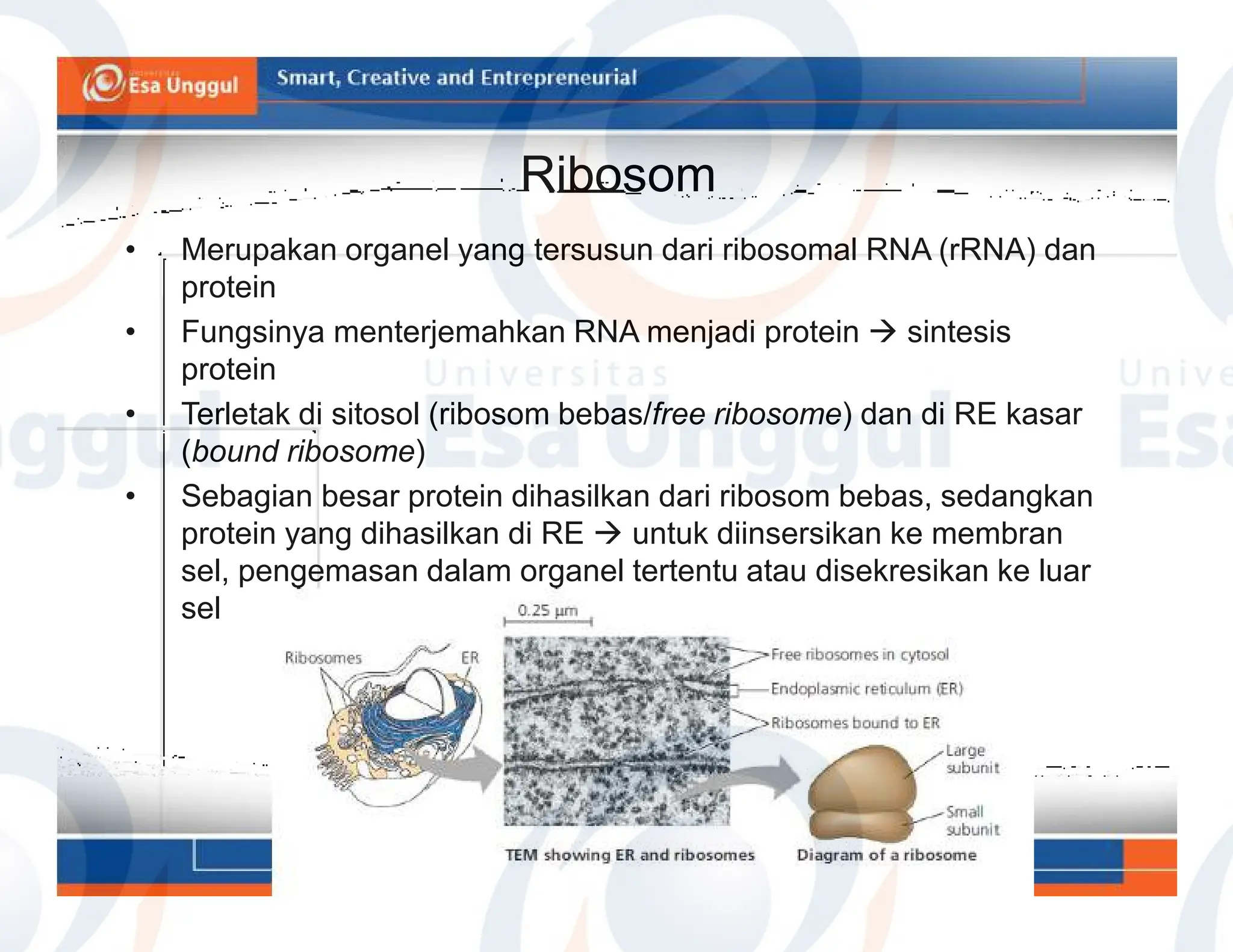 Materi biologi Sel dan organel makhluk hidup.pdf