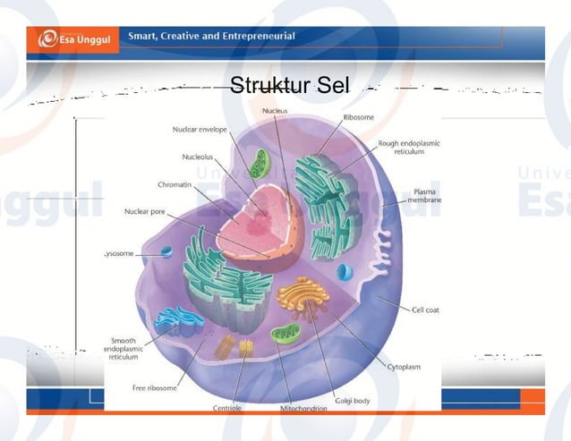 Materi biologi Sel dan organel makhluk hidup.pdf