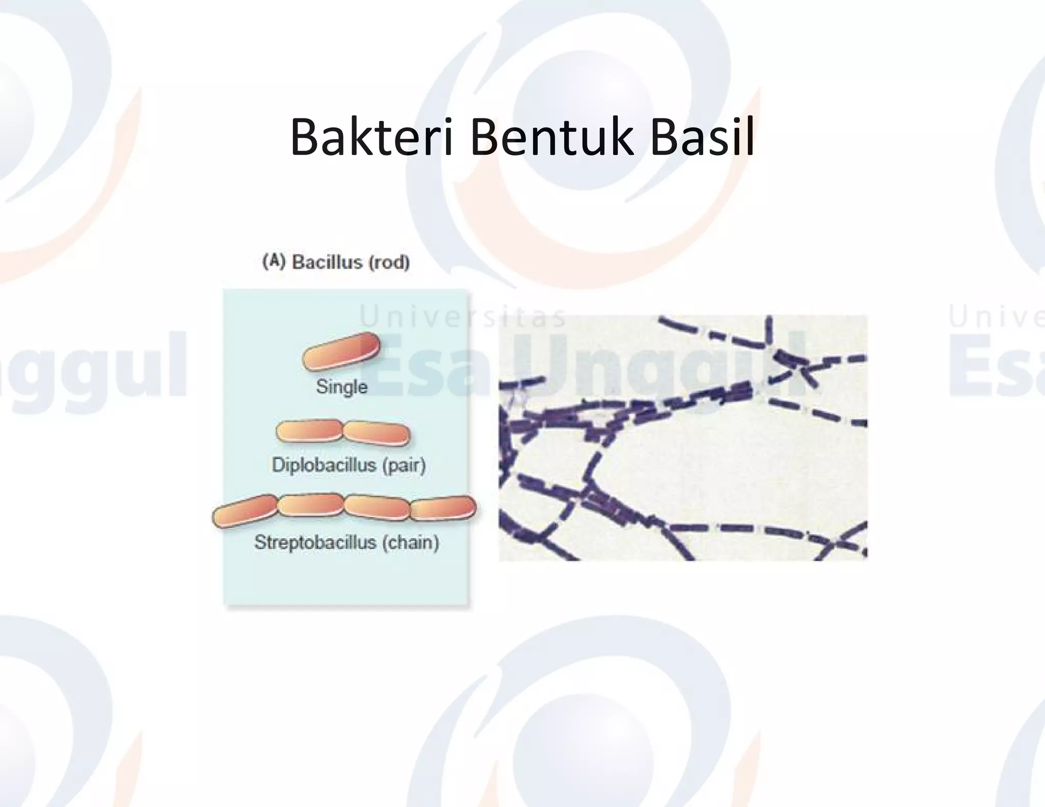 Struktur Mikroba | PDF