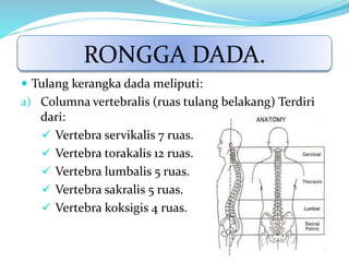 Sistem muskuloskeletal (jenuarista, wafa) | PPTX