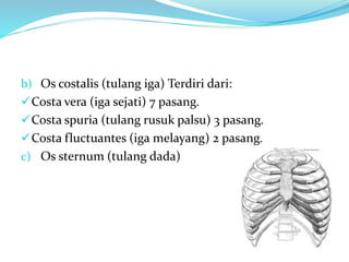 Sistem muskuloskeletal (jenuarista, wafa) | PPTX