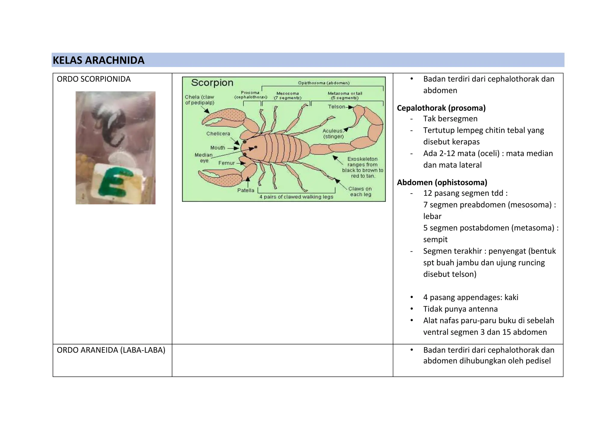 PPT Materi Parasitologi Gigitan Serangga | DOCX