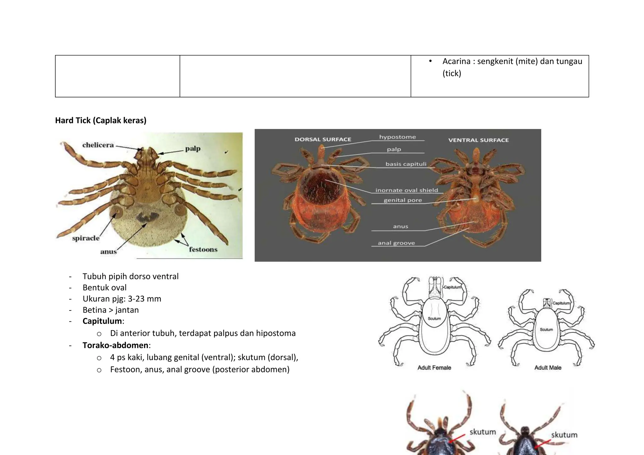 PPT Materi Parasitologi Gigitan Serangga | DOCX