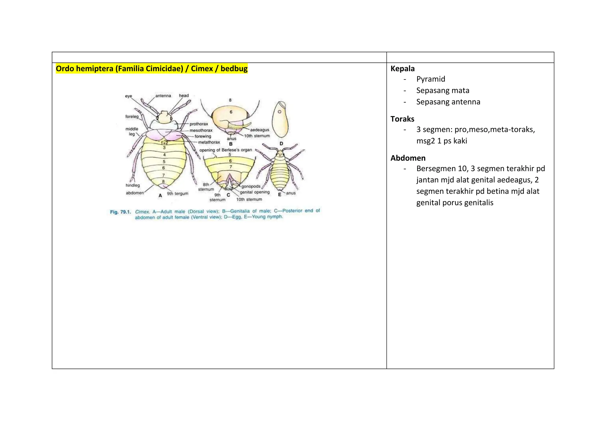 PPT Materi Parasitologi Gigitan Serangga | DOCX