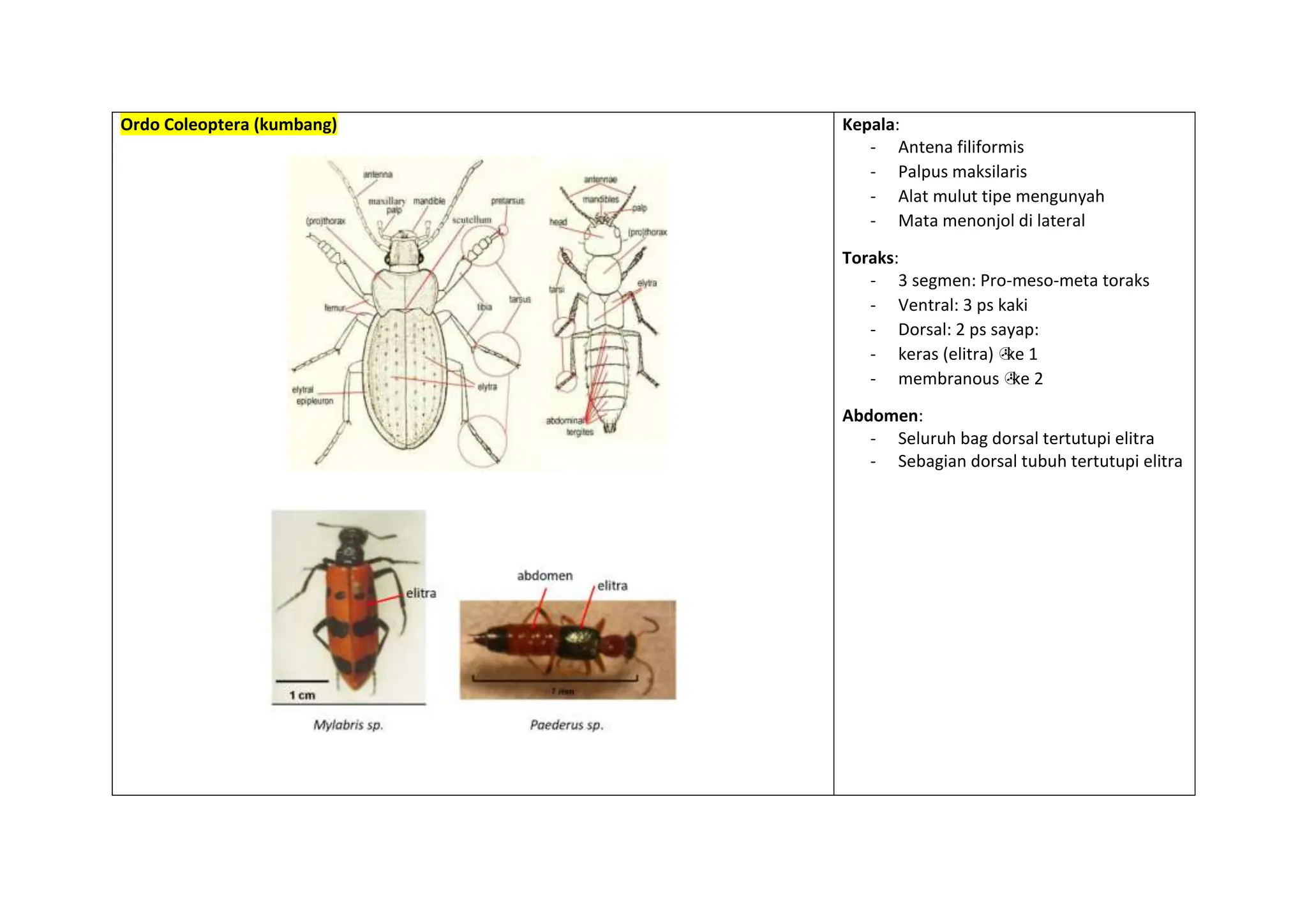 PPT Materi Parasitologi Gigitan Serangga | DOCX
