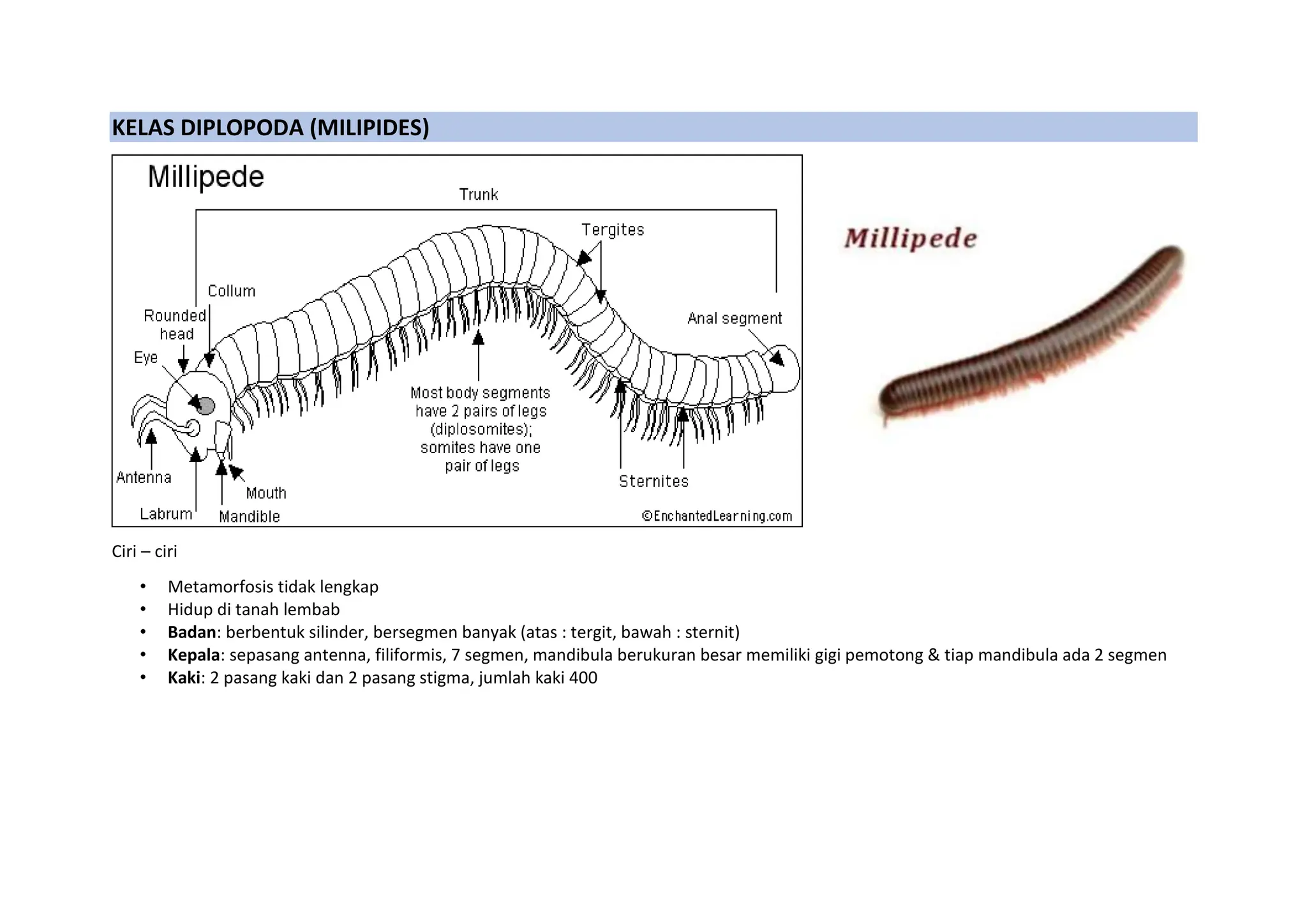 PPT Materi Parasitologi Gigitan Serangga | DOCX
