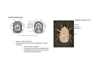PPT Materi Parasitologi Gigitan Serangga | DOCX