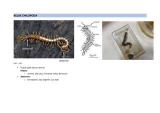 PPT Materi Parasitologi Gigitan Serangga | DOCX