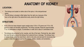 Kidneys and adrenal glands,it's function | PPT