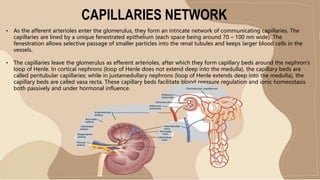 Kidneys and adrenal glands,it's function | PPT