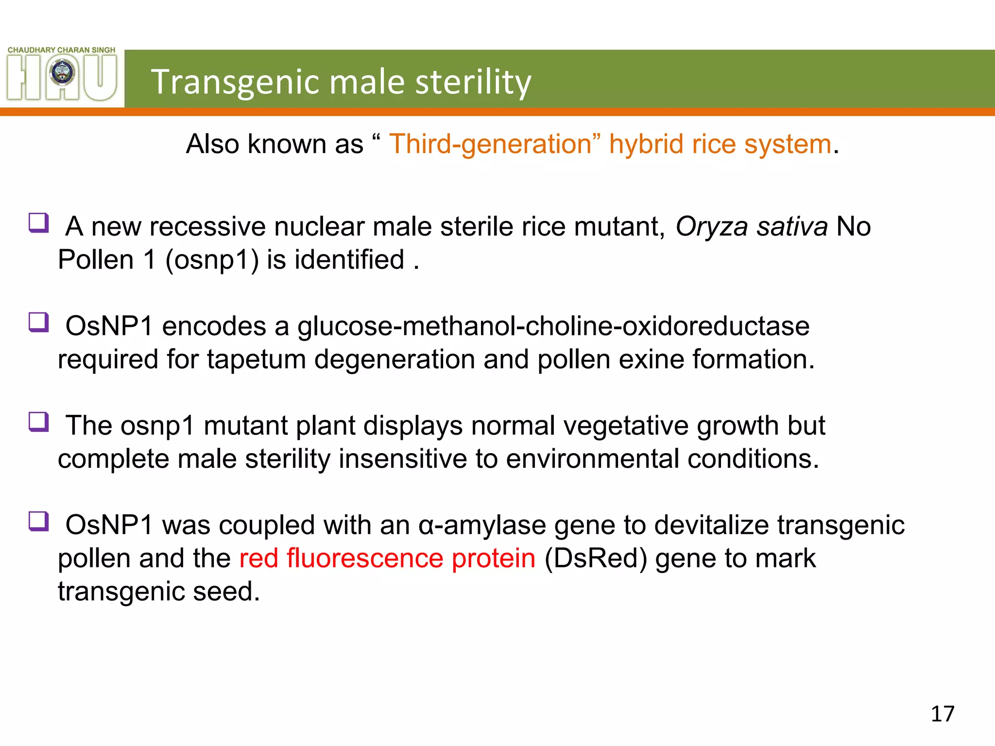 Heterosis Breeding in Rice (Hybrid Rice) | PPT