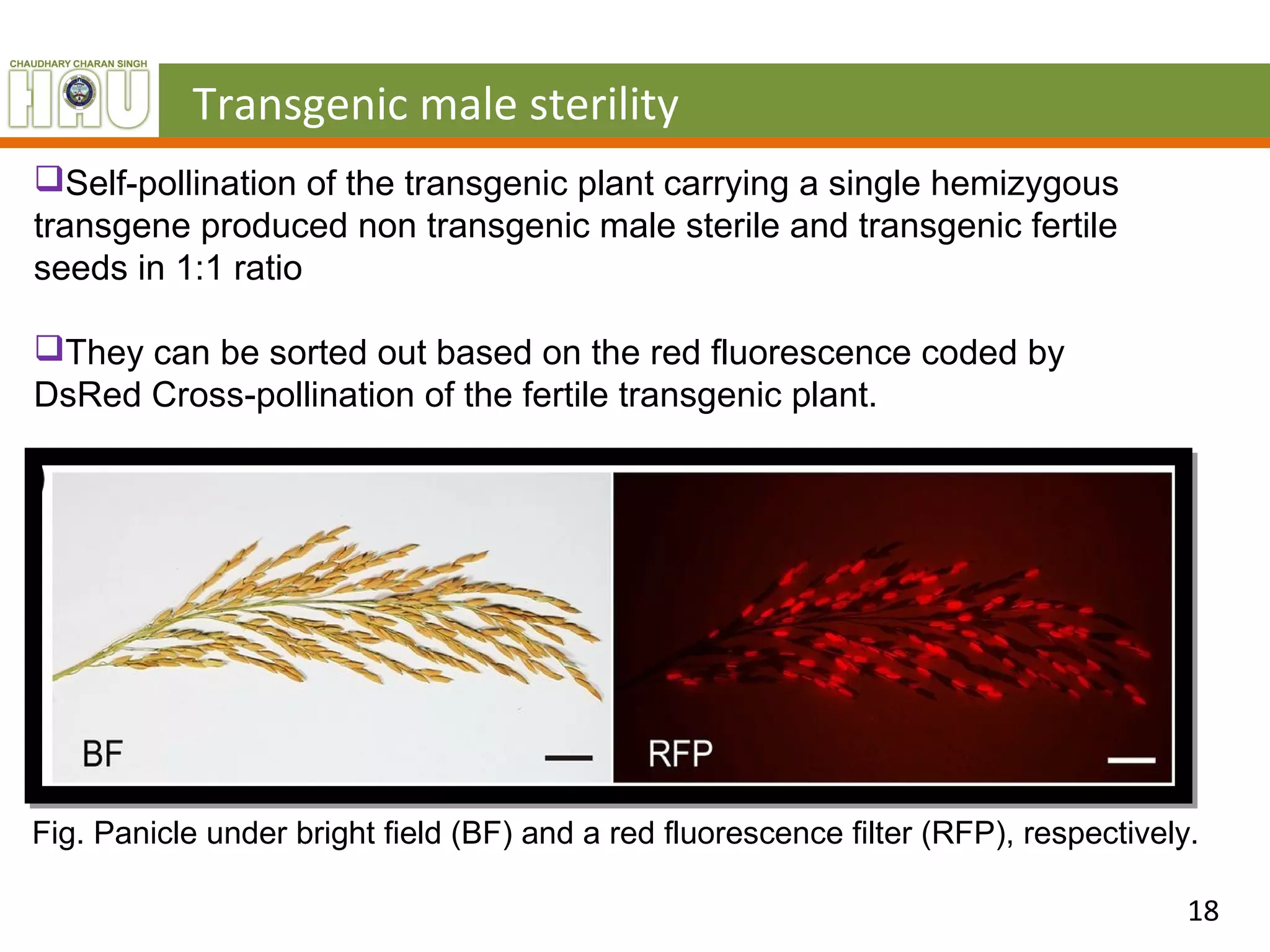 Heterosis Breeding in Rice (Hybrid Rice) | PPT