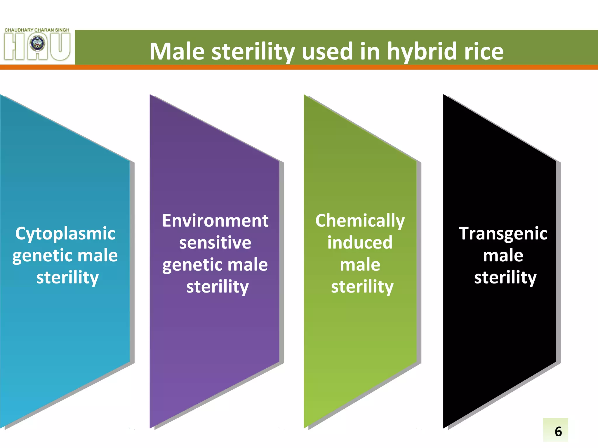 Heterosis Breeding in Rice (Hybrid Rice) | PPT