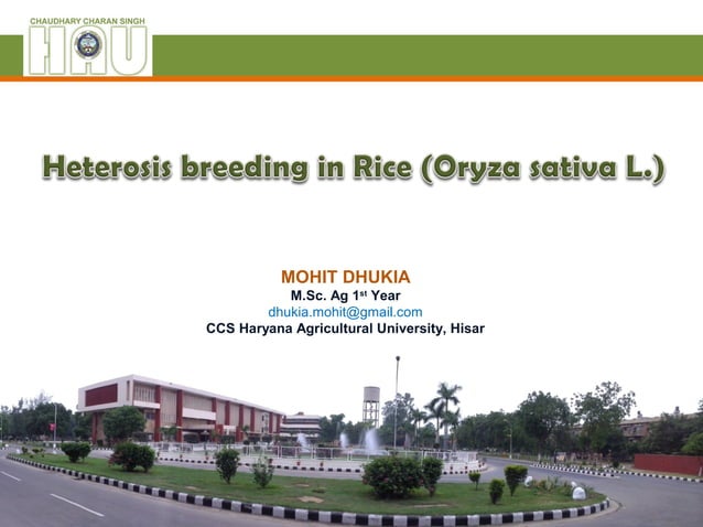 Heterosis Breeding in Rice (Hybrid Rice) | PPT