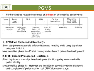 Heterosis Breeding in Rice (Hybrid Rice) | PPT