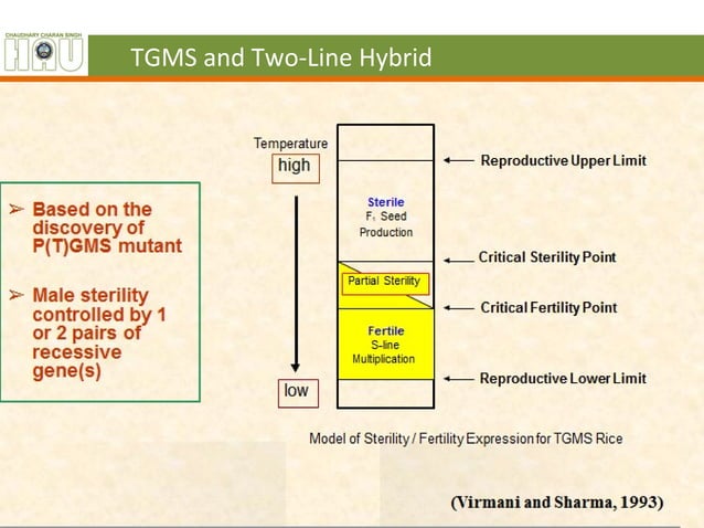 Heterosis Breeding in Rice (Hybrid Rice) | PPT