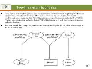 Heterosis Breeding in Rice (Hybrid Rice) | PPT