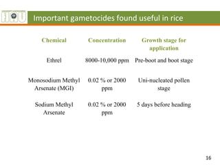 Heterosis Breeding in Rice (Hybrid Rice) | PPT