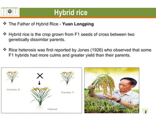 Heterosis Breeding in Rice (Hybrid Rice) | PPT