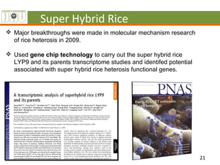 Heterosis Breeding in Rice (Hybrid Rice) | PPT
