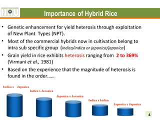 Heterosis Breeding in Rice (Hybrid Rice) | PPT