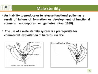 Heterosis Breeding in Rice (Hybrid Rice) | PPT