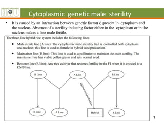 Heterosis Breeding in Rice (Hybrid Rice) | PPT