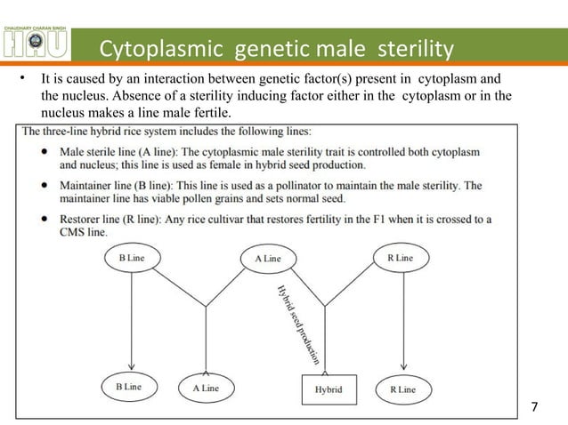 Heterosis Breeding in Rice (Hybrid Rice) | PPT
