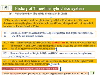 Heterosis Breeding in Rice (Hybrid Rice) | PPT