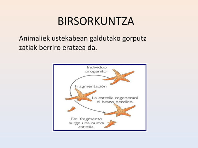 Ugalketa . lan osoa | PPT