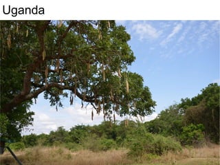 Uganda | PPTX