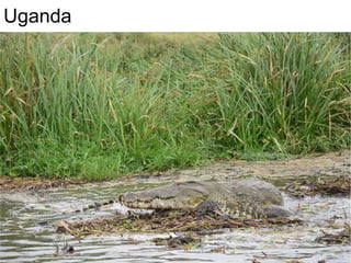 Uganda | PPTX