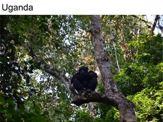 Uganda | PPTX