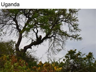 Uganda | PPTX
