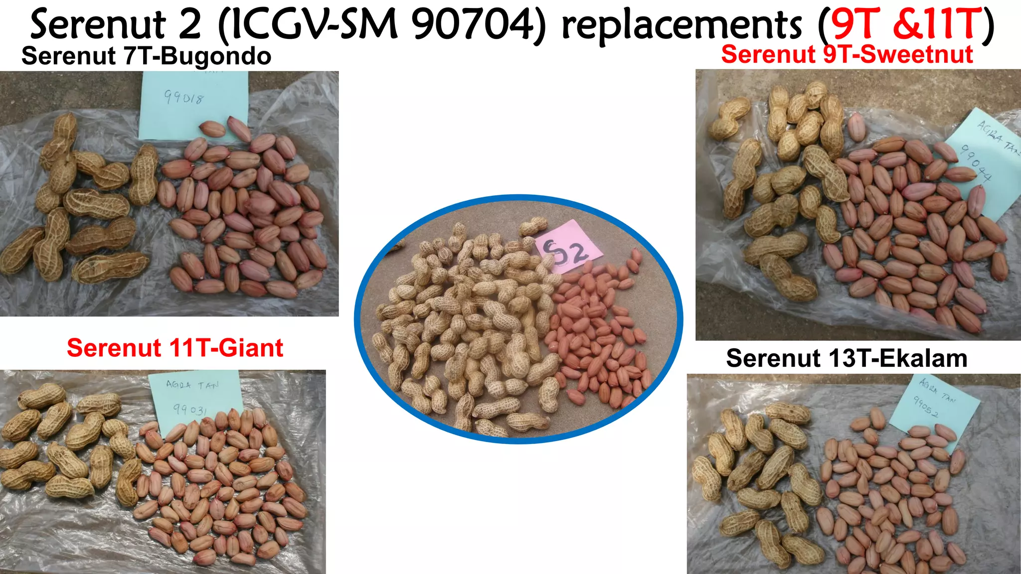Uganda Groundnut Seed Roadmap TL III Annual Meet | PDF