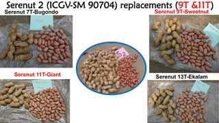 Uganda Groundnut Seed Roadmap TL III Annual Meet | PDF