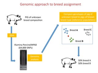 Uganda pig genetics | PPTX