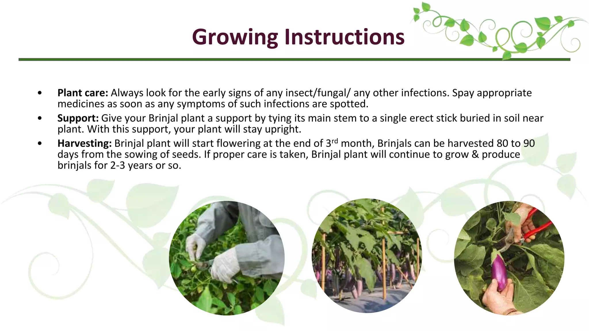 Ugaoo seed sowing instructions for fruiting vegetable: Brinjal | PPT