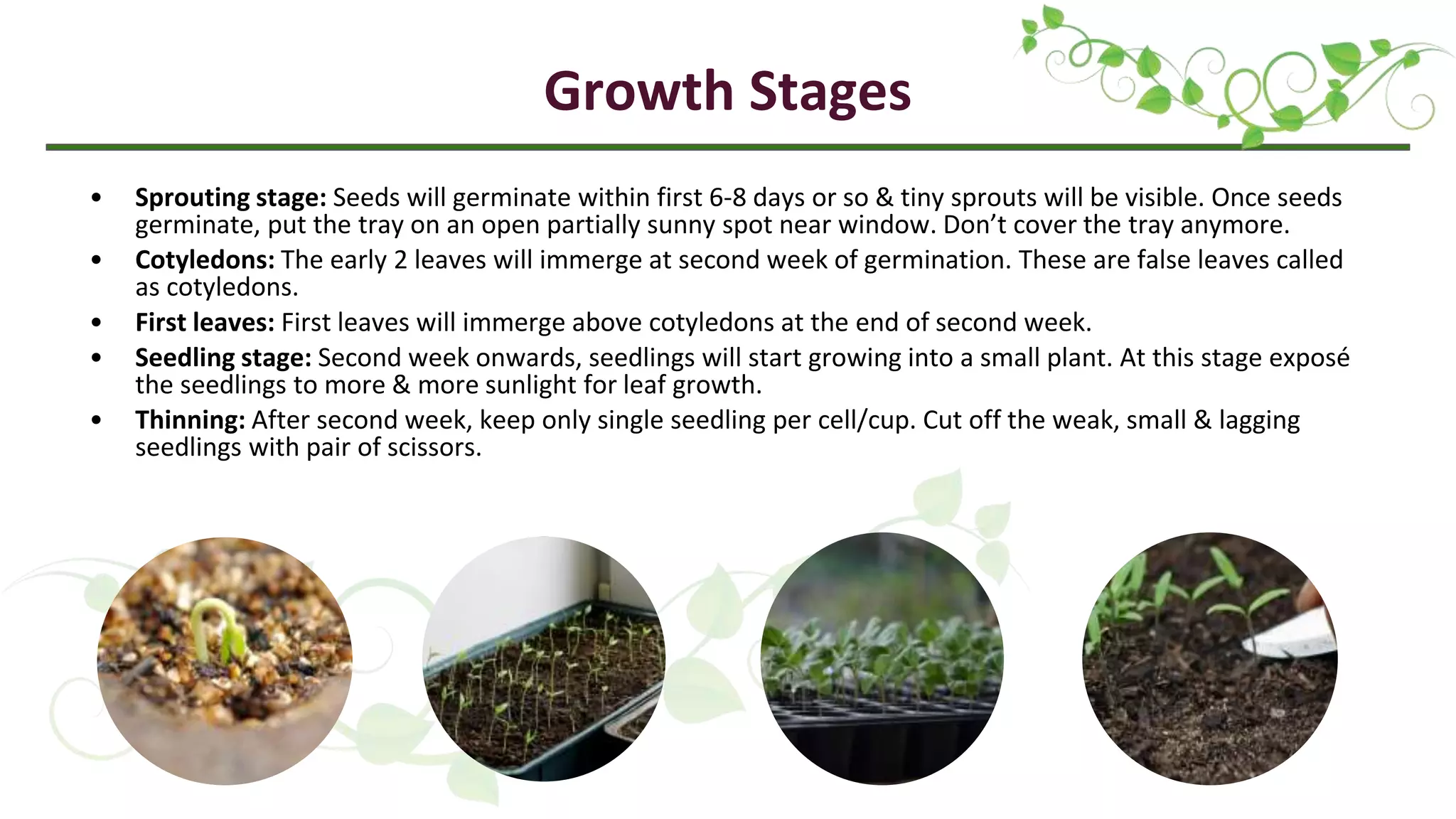 Ugaoo seed sowing instructions for fruiting vegetable: Brinjal | PPT